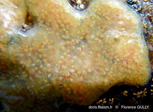 Aplidium glabrum | DORIS