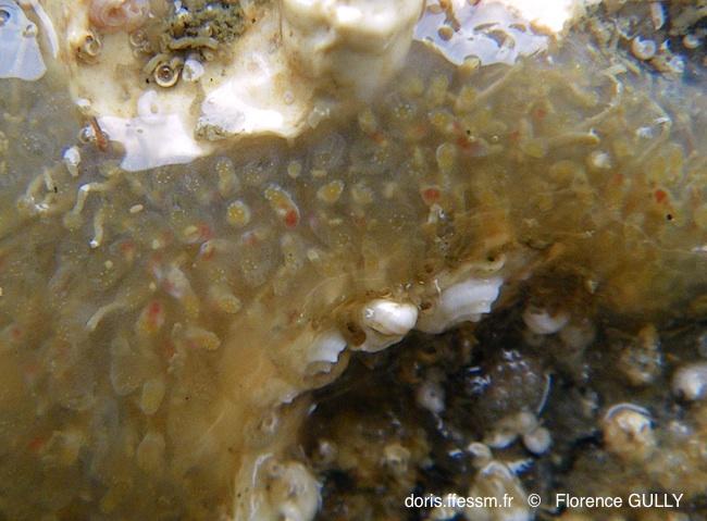 Aplidium glabrum | DORIS