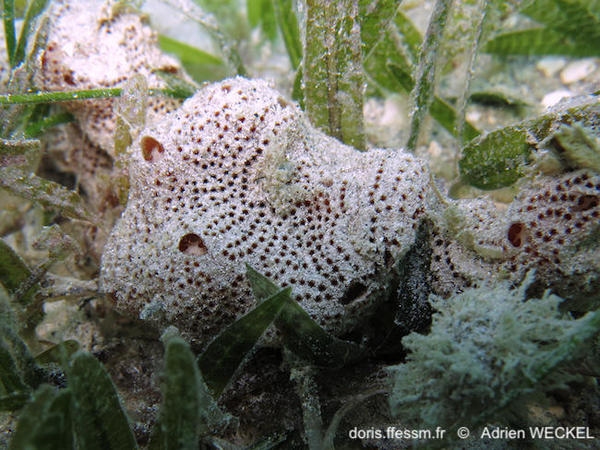 Aplidium lobatum | DORIS