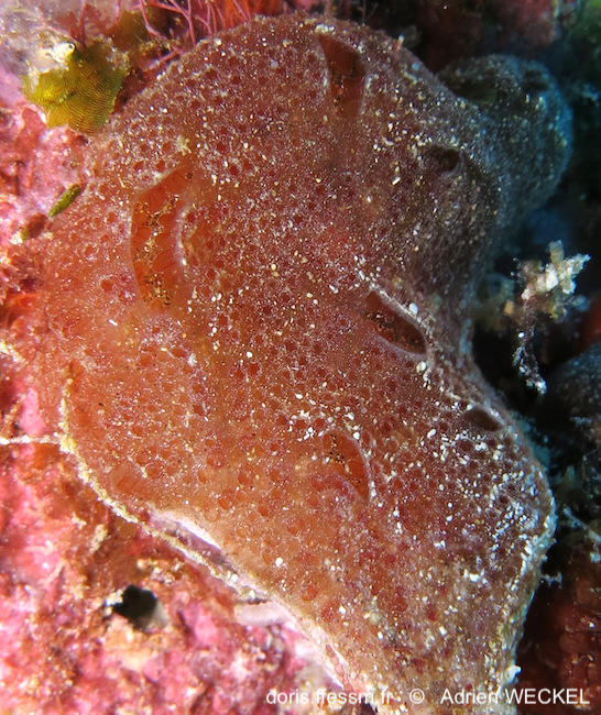 Aplidium lobatum | DORIS