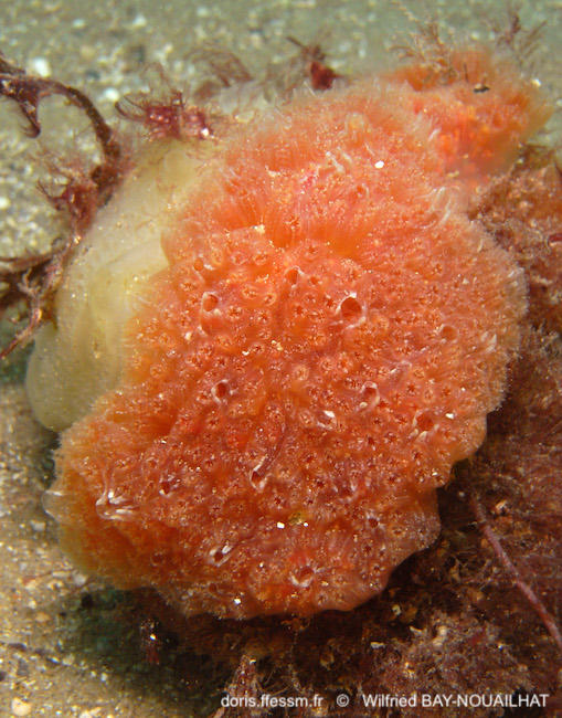 Aplidium nordmanni | DORIS