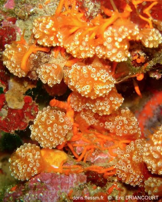 Aplidium sp. Med6 | DORIS