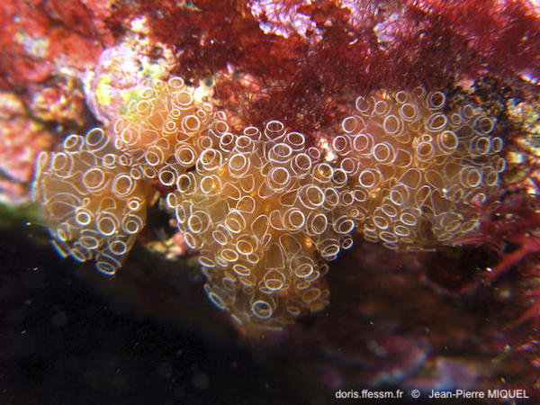 Aplidium sp. Med6 | DORIS