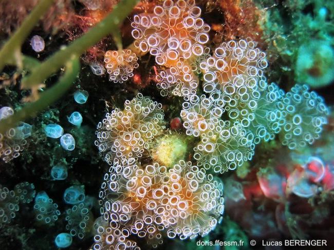 Aplidium sp. Med6 | DORIS