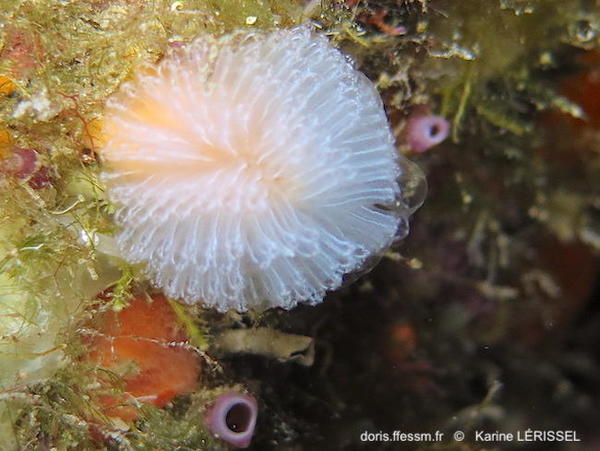 Aplidium turbinatum | DORIS