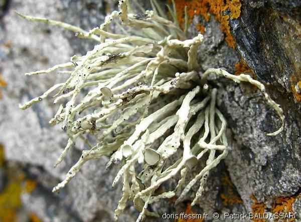 Ramalina siliquosa | DORIS