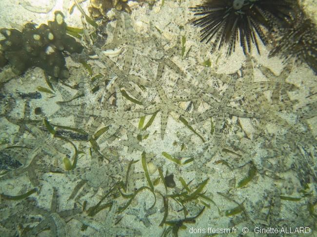 Archaster typicus | DORIS