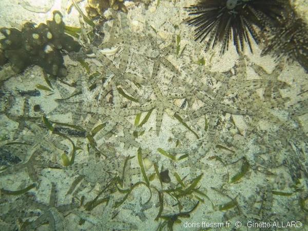 Archaster typicus | DORIS