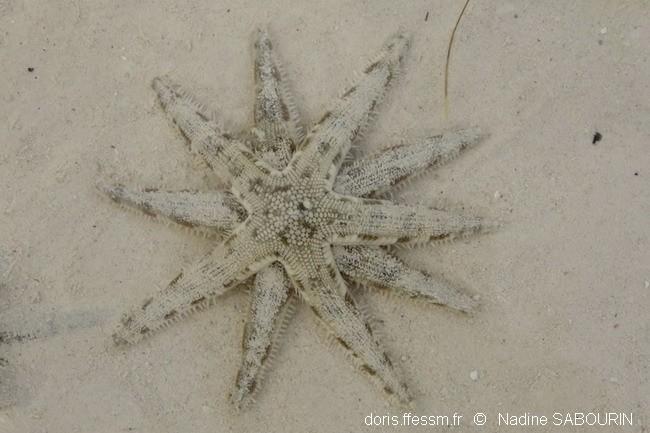 Archaster typicus | DORIS