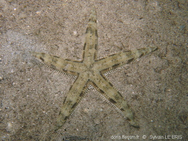 Archaster typicus | DORIS