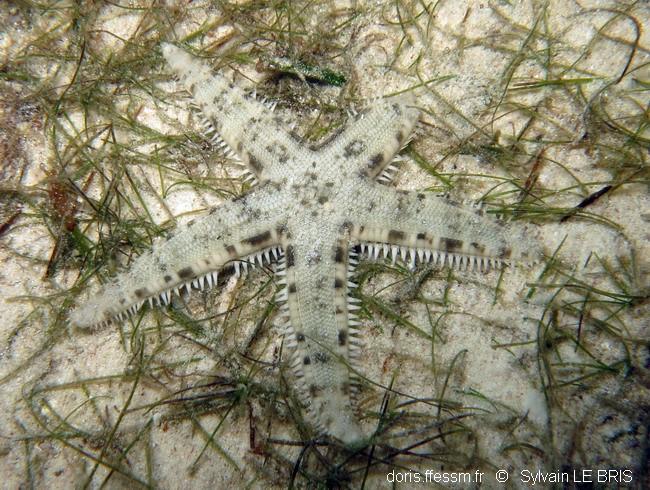 Archaster typicus | DORIS