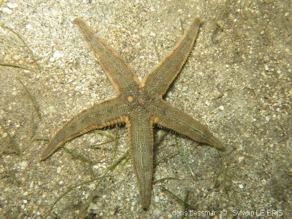 Archaster typicus | DORIS