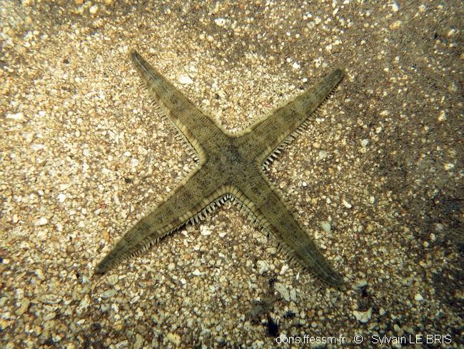 Archaster typicus | DORIS