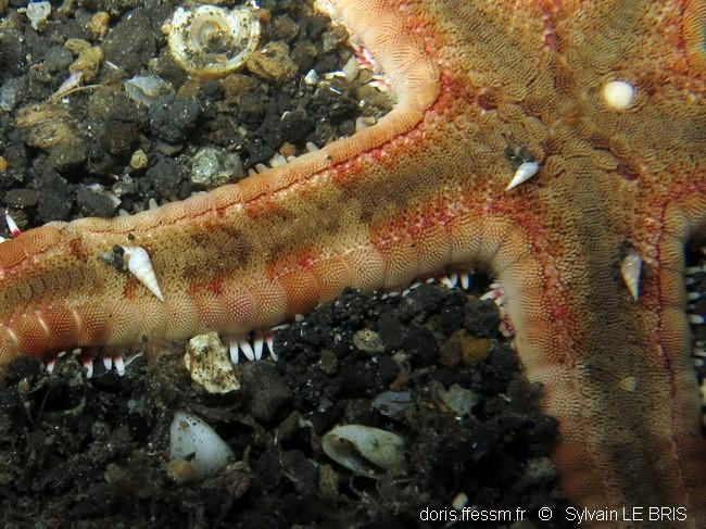 Archaster typicus | DORIS
