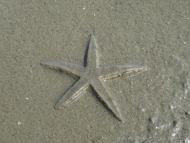 Archaster typicus | DORIS