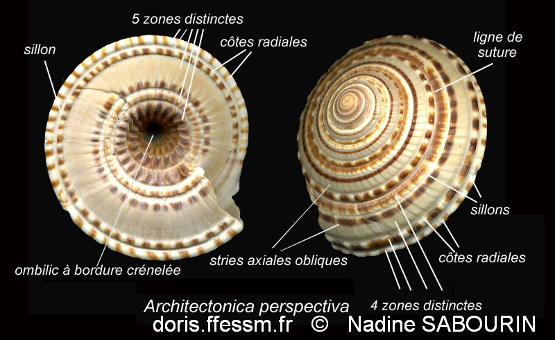 Architectonica perspectiva | DORIS