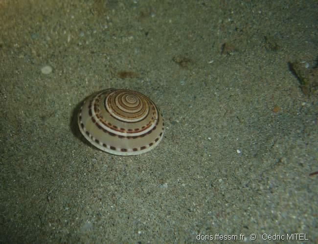 Architectonica perspectiva | DORIS