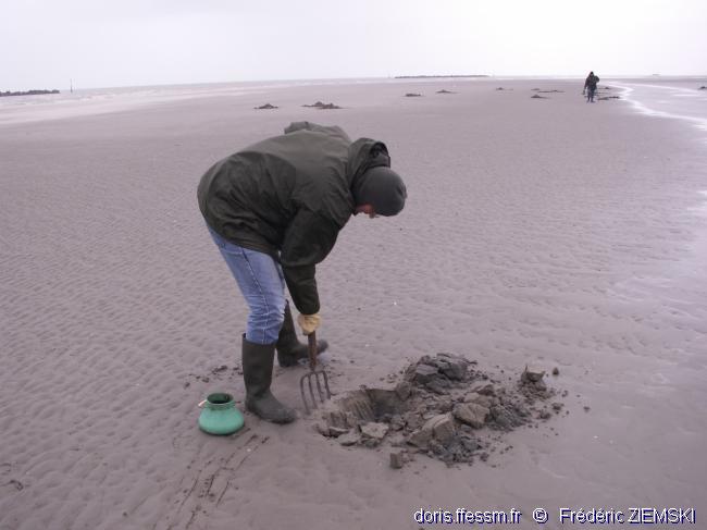 Arenicola marina | DORIS