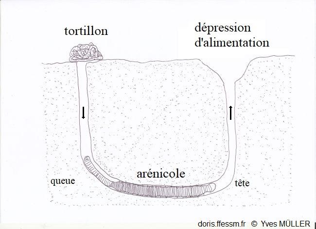 Arenicola marina | DORIS