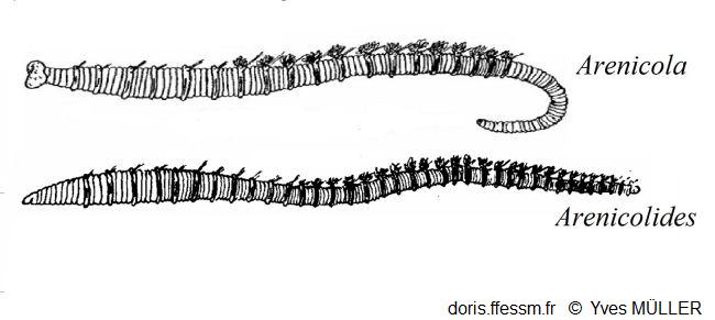 Arenicola marina | DORIS