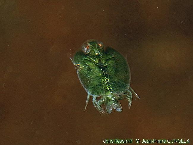 Argulus foliaceus | DORIS