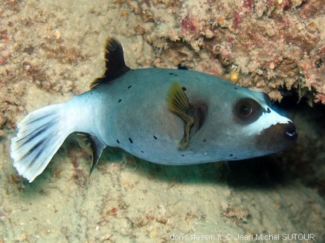 Arothron nigropunctatus | DORIS