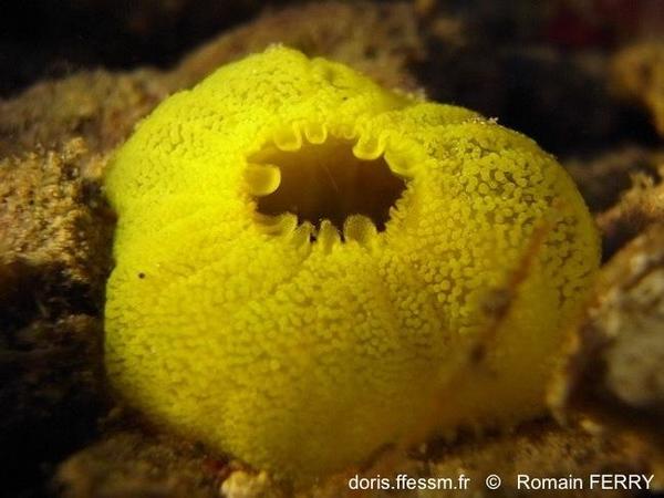 Ascidia sydneiensis | DORIS