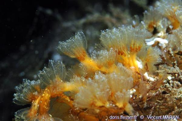 Aplidium turbinatum | DORIS