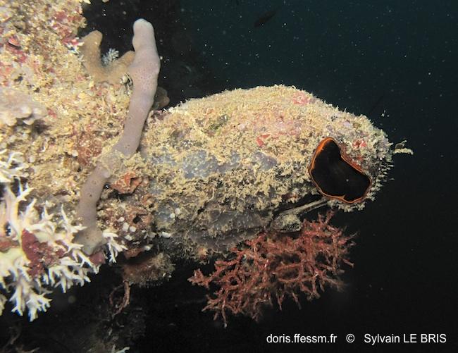 Polycarpa mytiligera | DORIS