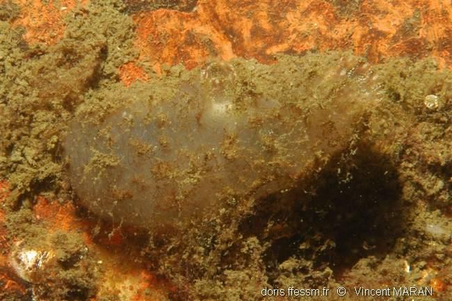 Ascidiella aspersa | DORIS