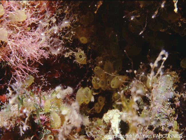 Ecteinascidia herdmani | DORIS