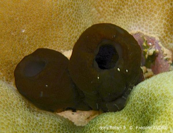 Ascidia glabra | DORIS
