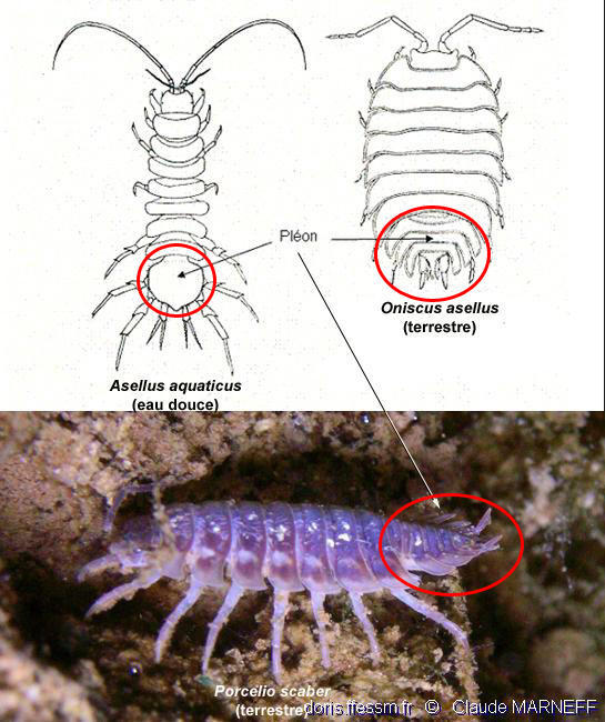 Asellus (Asellus) aquaticus | DORIS