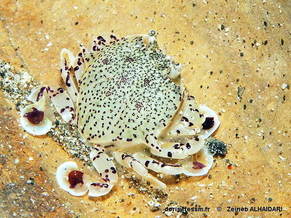 Ashtoret lunaris | DORIS