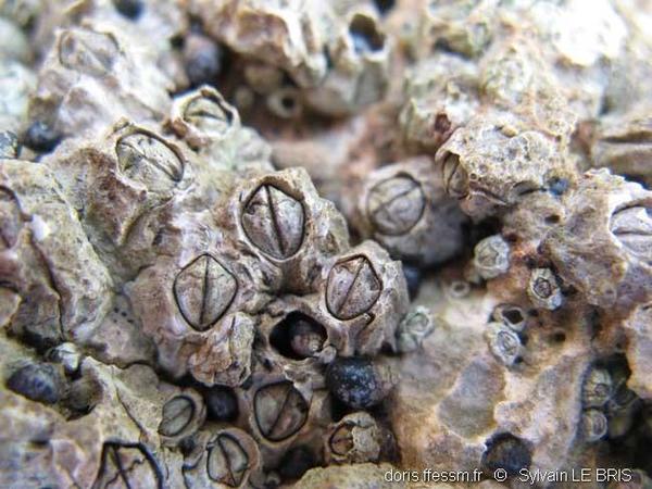 Chthamalus montagui | DORIS