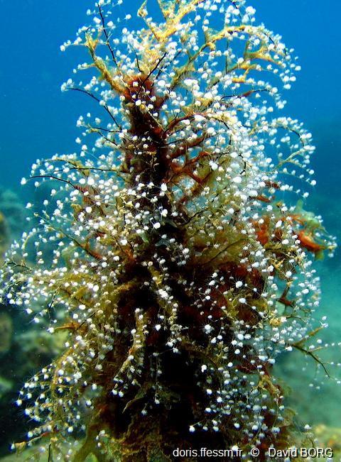 Pennaria disticha | DORIS