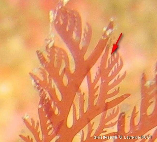 Plocamium cartilagineum | DORIS