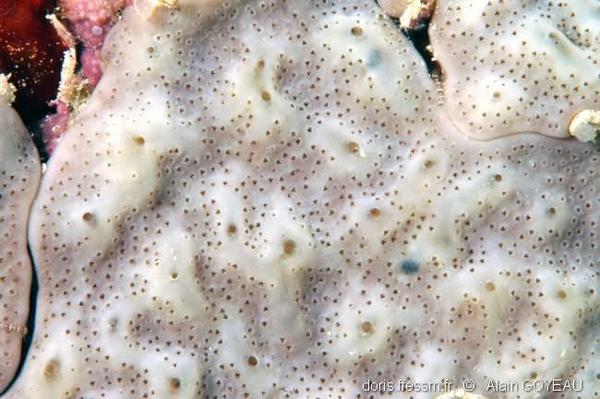 Trididemnum solidum | DORIS