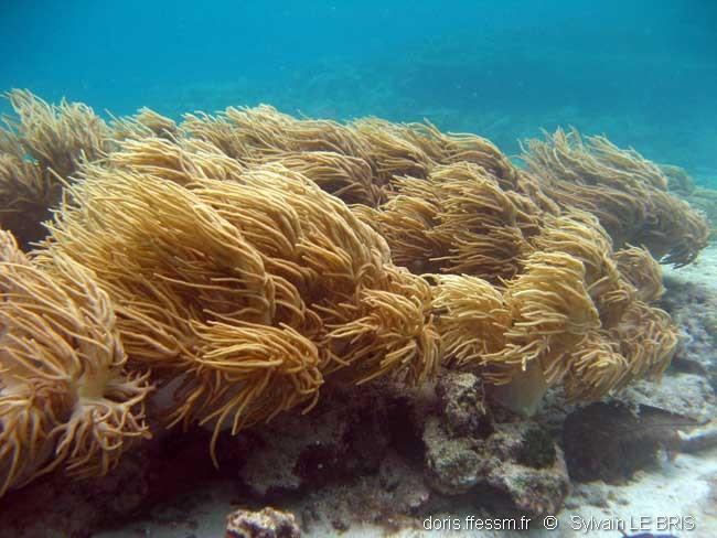 Sinularia spp. | DORIS