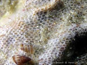 Conopeum reticulum | DORIS