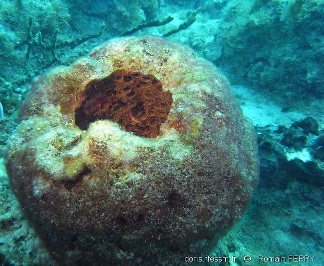 Neofibularia nolitangere | DORIS