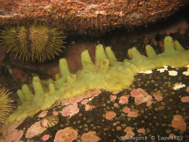 Halichondria (Halichondria) panicea | DORIS