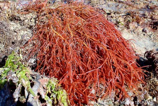 Solieria chordalis | DORIS