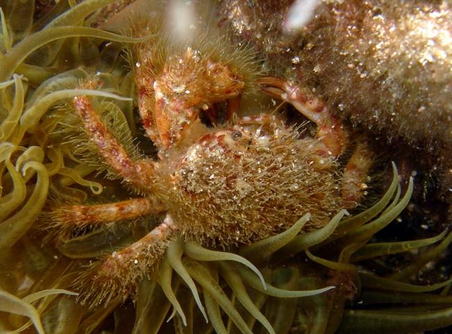 Pilumnus spinifer | DORIS