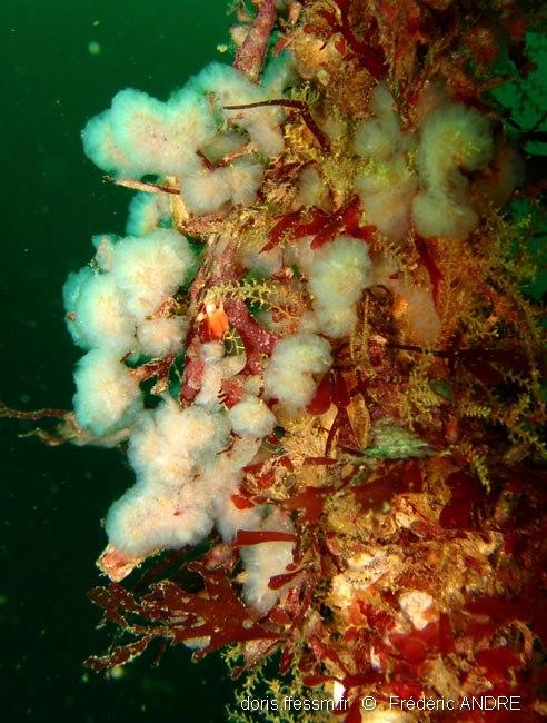 Aplidium pallidum | DORIS