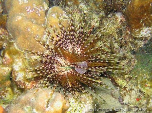 Echinothrix calamaris | DORIS