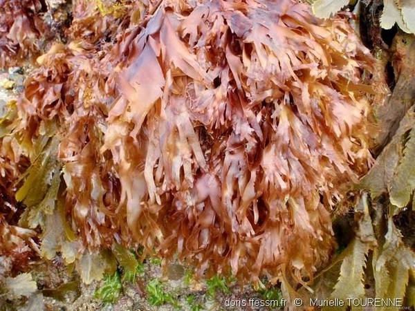 Palmaria palmata | DORIS