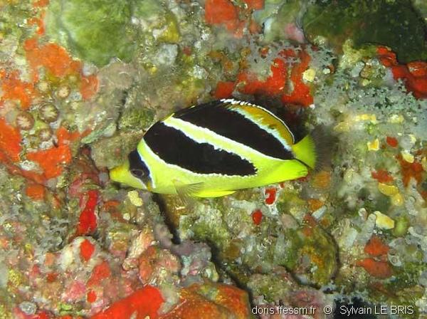 Chaetodon mitratus | DORIS