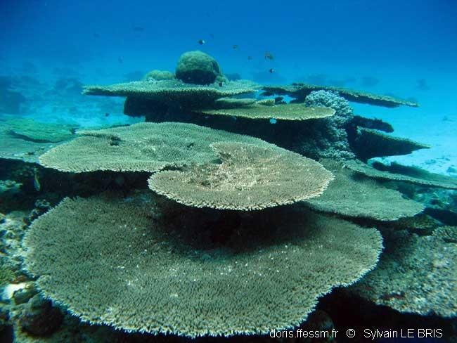 Acropora spp. | DORIS