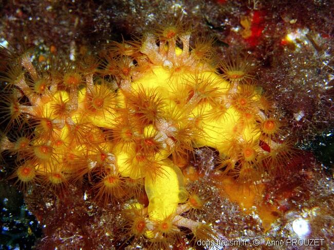 Parazoanthus axinellae | DORIS